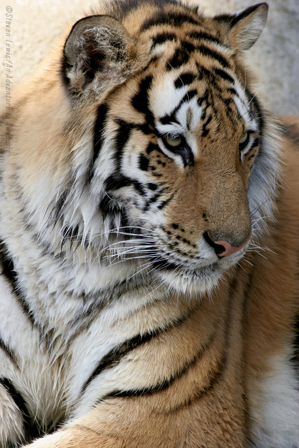 The Zoo visit – An Adventure in Awesome